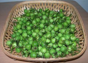 Sundaikai (Turkey Berry) - Kamala's Corner